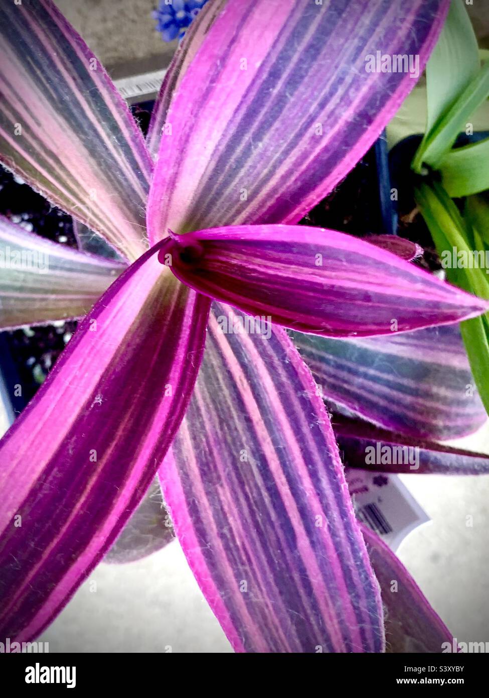 Moses boat hi-res stock photography and images - Alamy