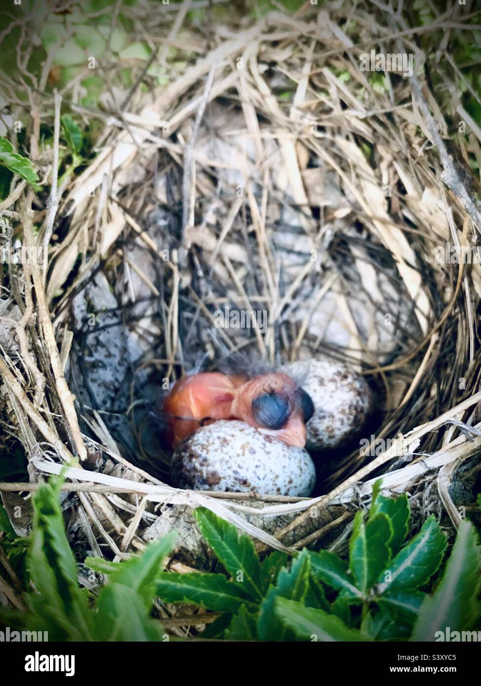 Cardinal nest hi-res stock photography and images - Alamy