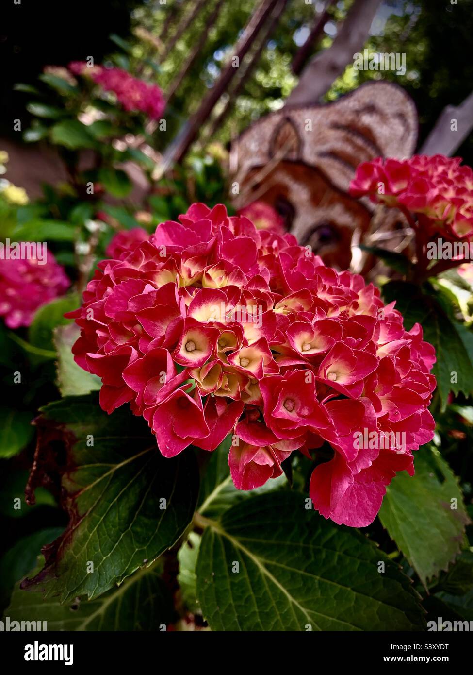 Happy flower hi-res stock photography and images - Alamy