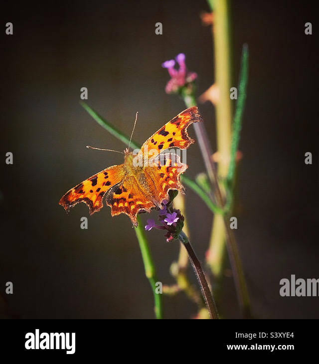 Comma Butterfly 16 Stock Photo - Alamy