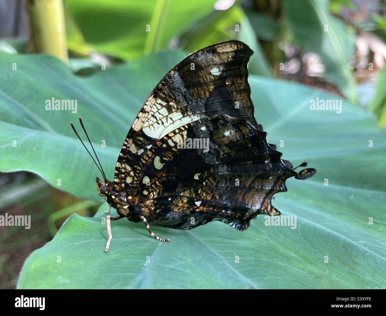 Jazzy leafwing hi-res stock photography and images - Alamy