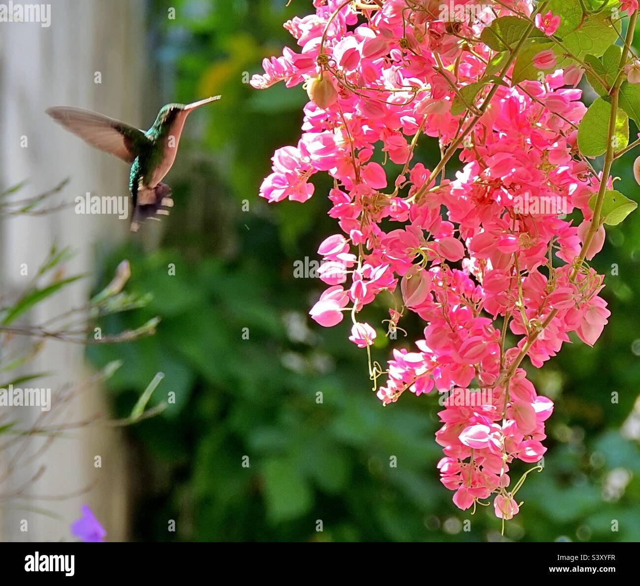 Beija flor hi-res stock photography and images - Alamy