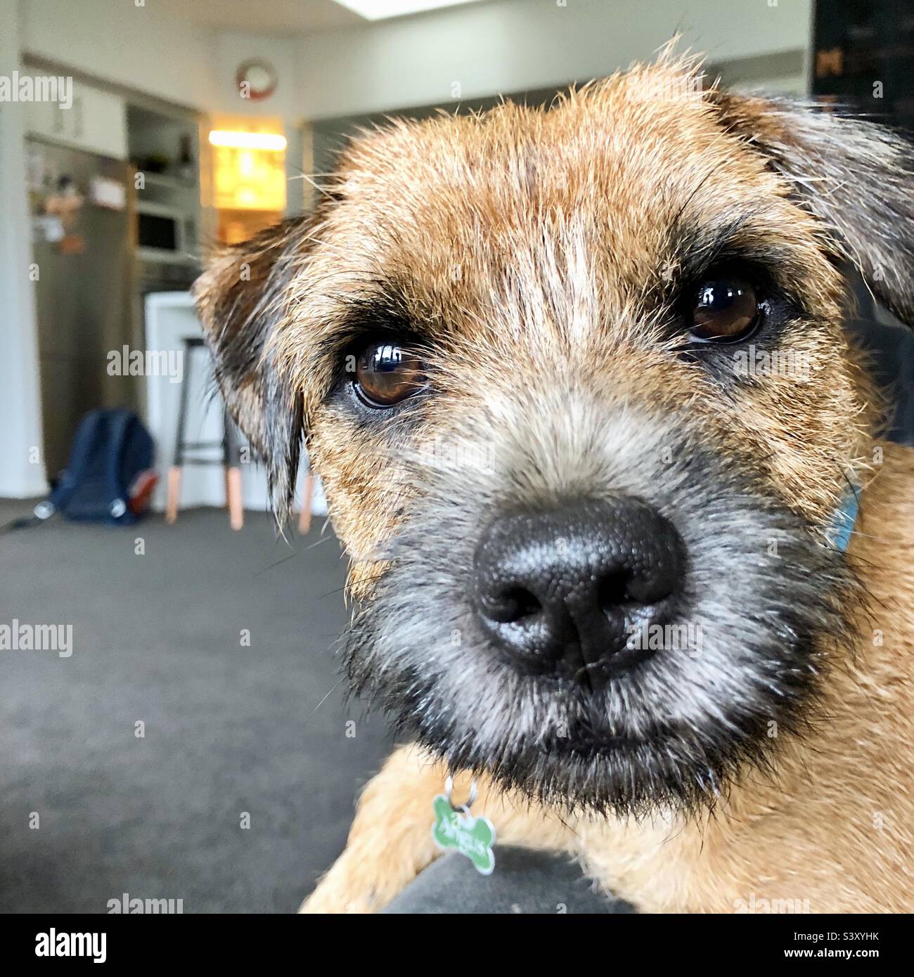 Cute Border Terrior pet dog looking at the camera with big brown eyes ...