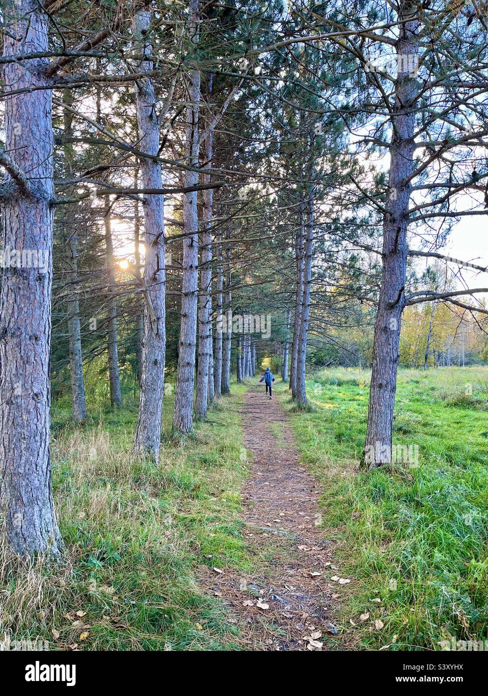 Pathway wooden woods running path sunset trees grass hi-res stock ...