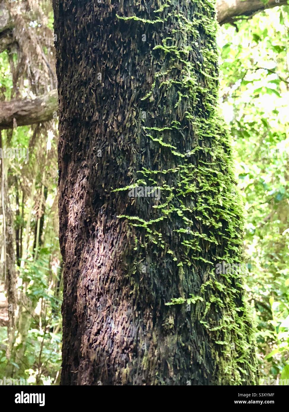 New zealand bush hi-res stock photography and images - Alamy