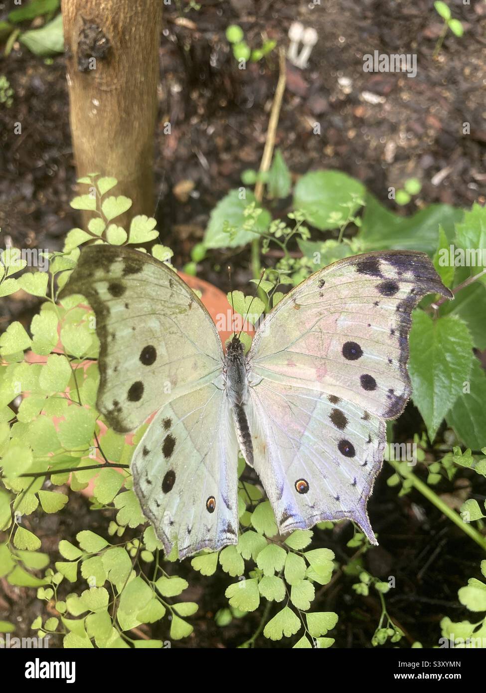 Common mother-of-pearl butterfly Stock Photo - Alamy