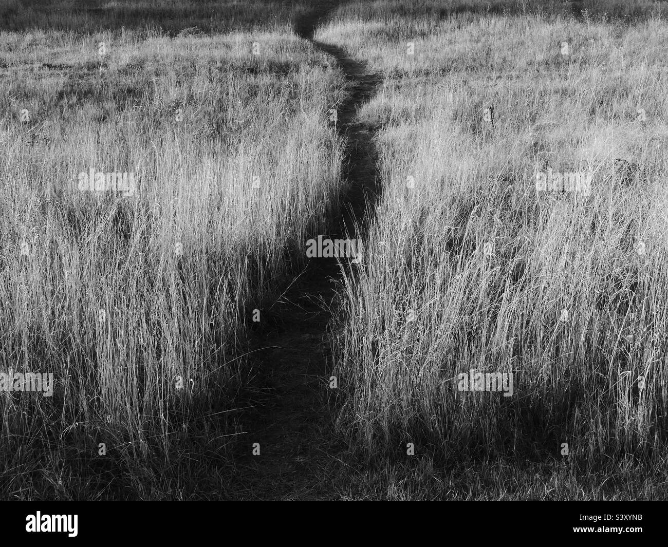 Pathway Black and White Stock Photos & Images - Alamy