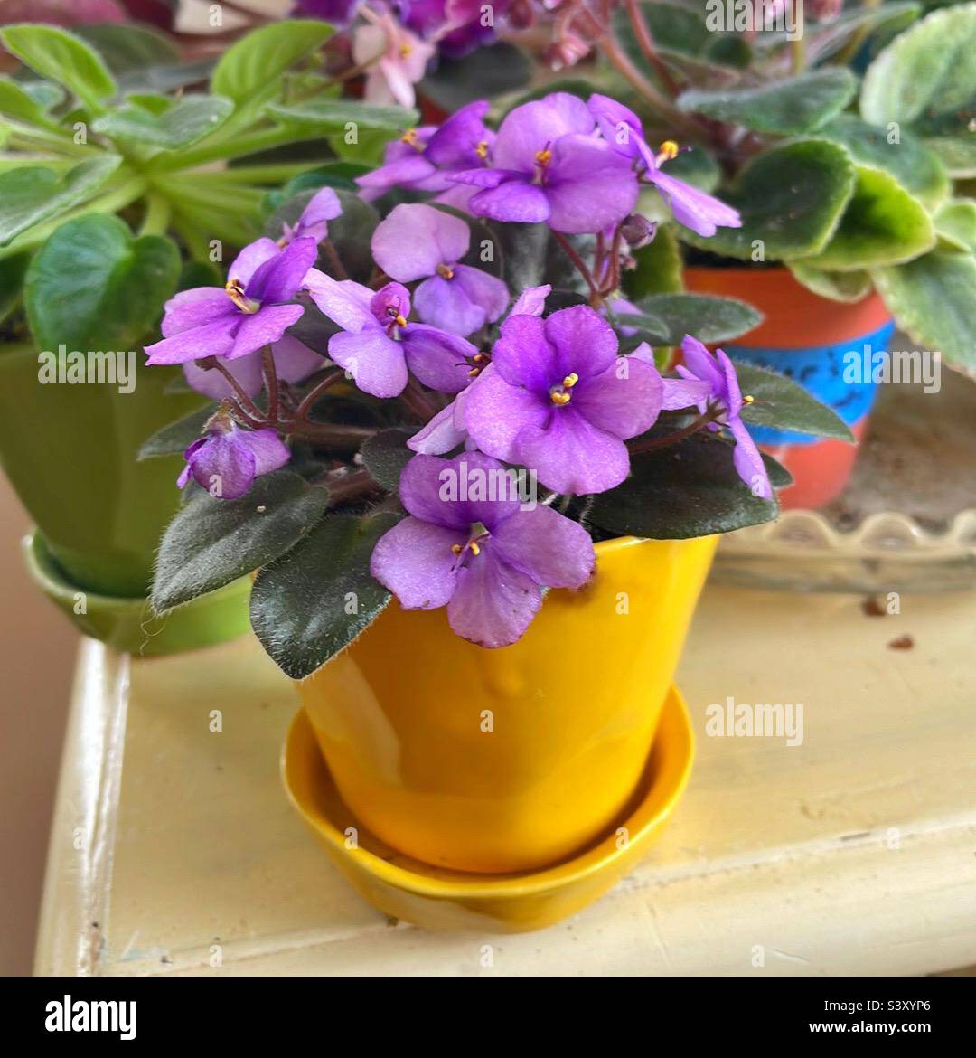 Miniature African violet in a yellow ceramic pot Stock Photo - Alamy
