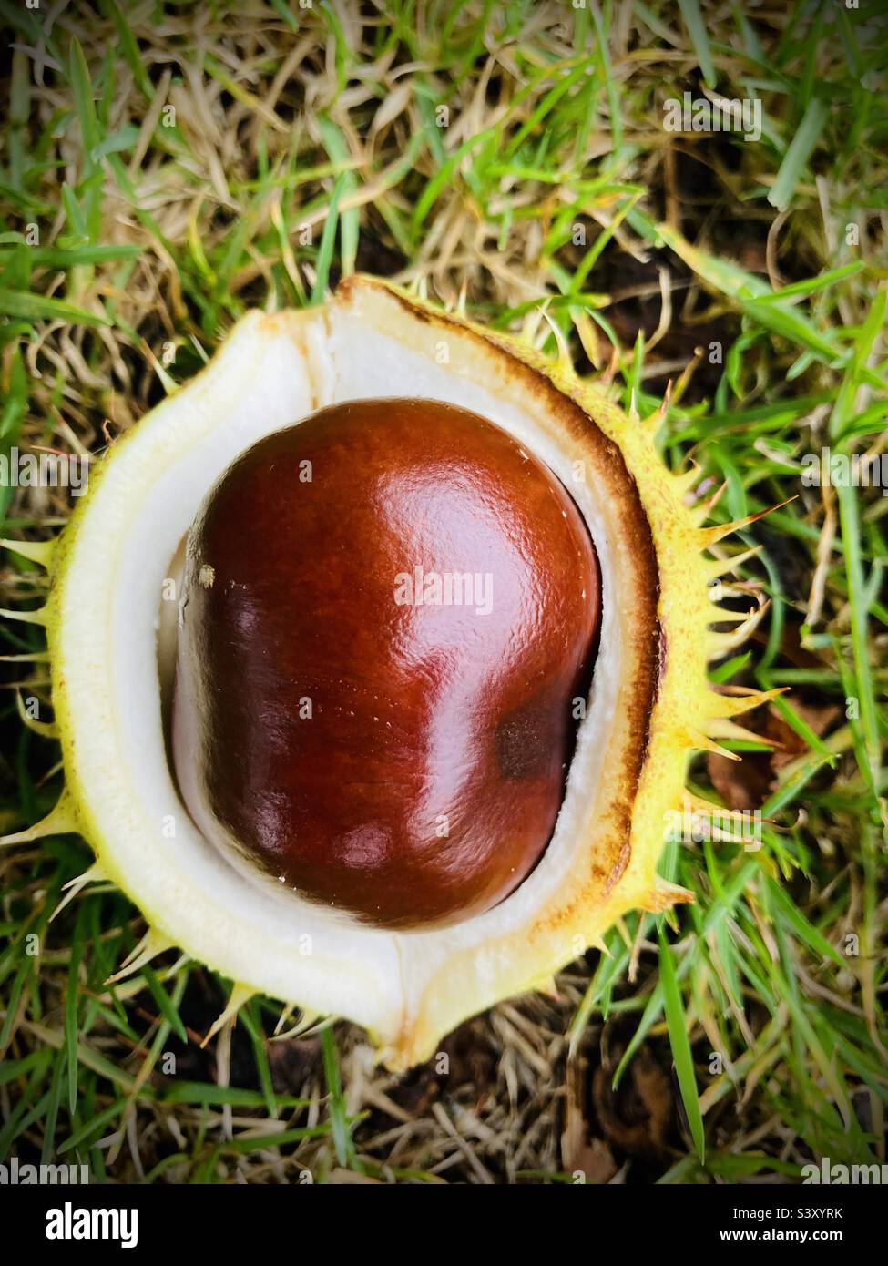 Conker in shell Stock Photo - Alamy