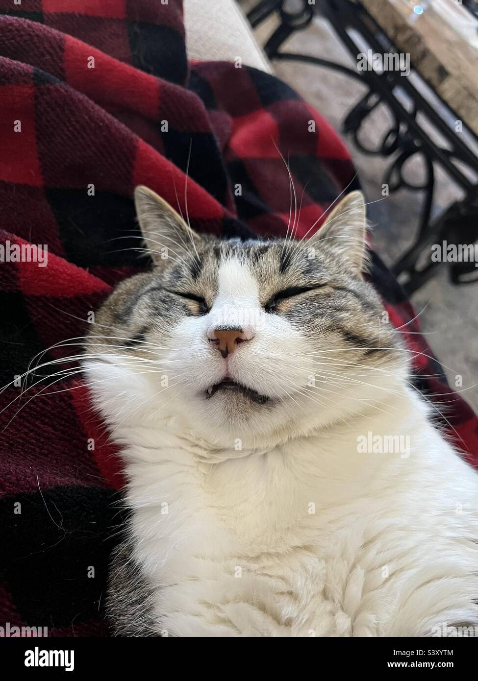 Tired cat hi-res stock photography and images - Alamy