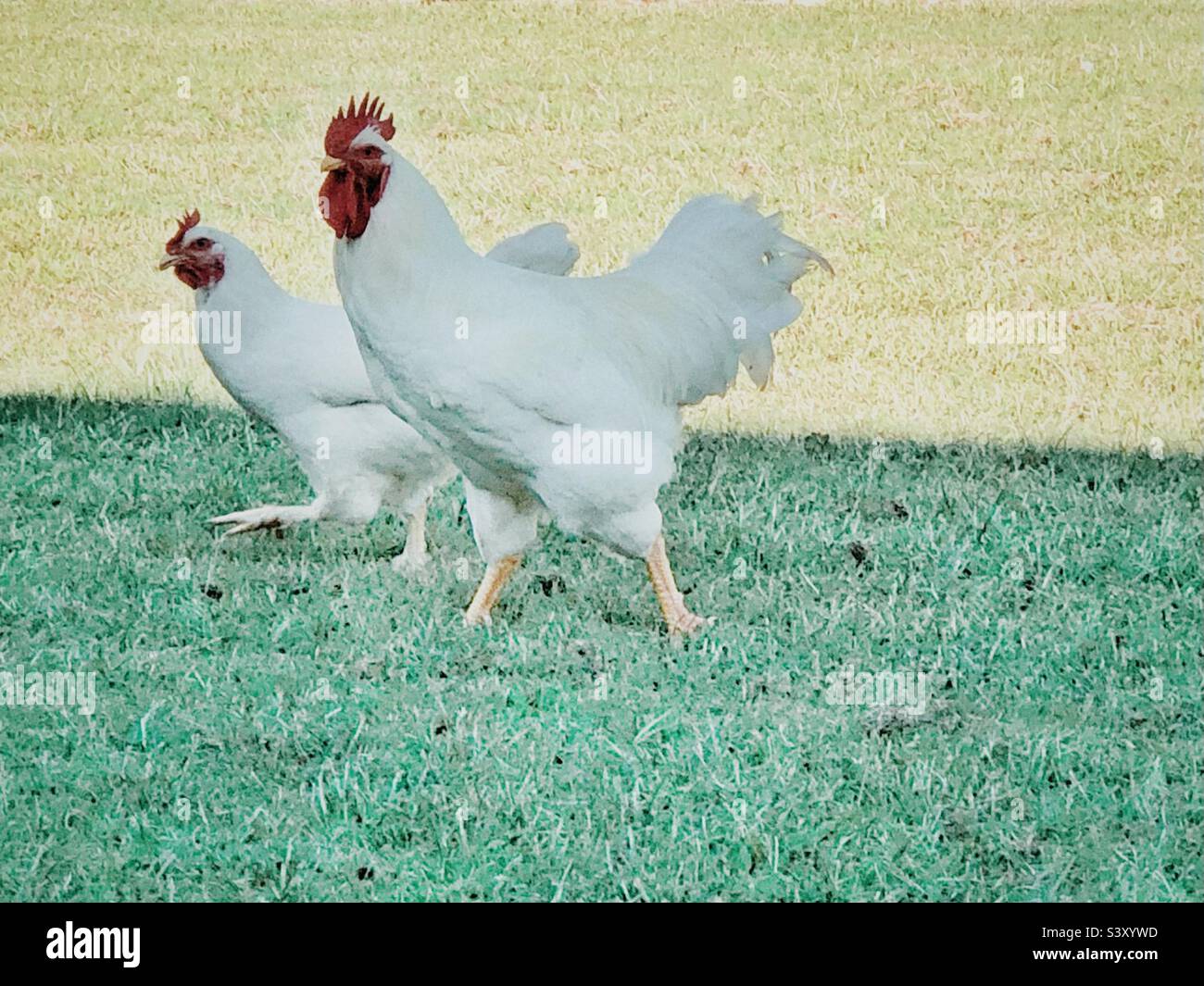 White rooster and hen run for food Stock Photo - Alamy
