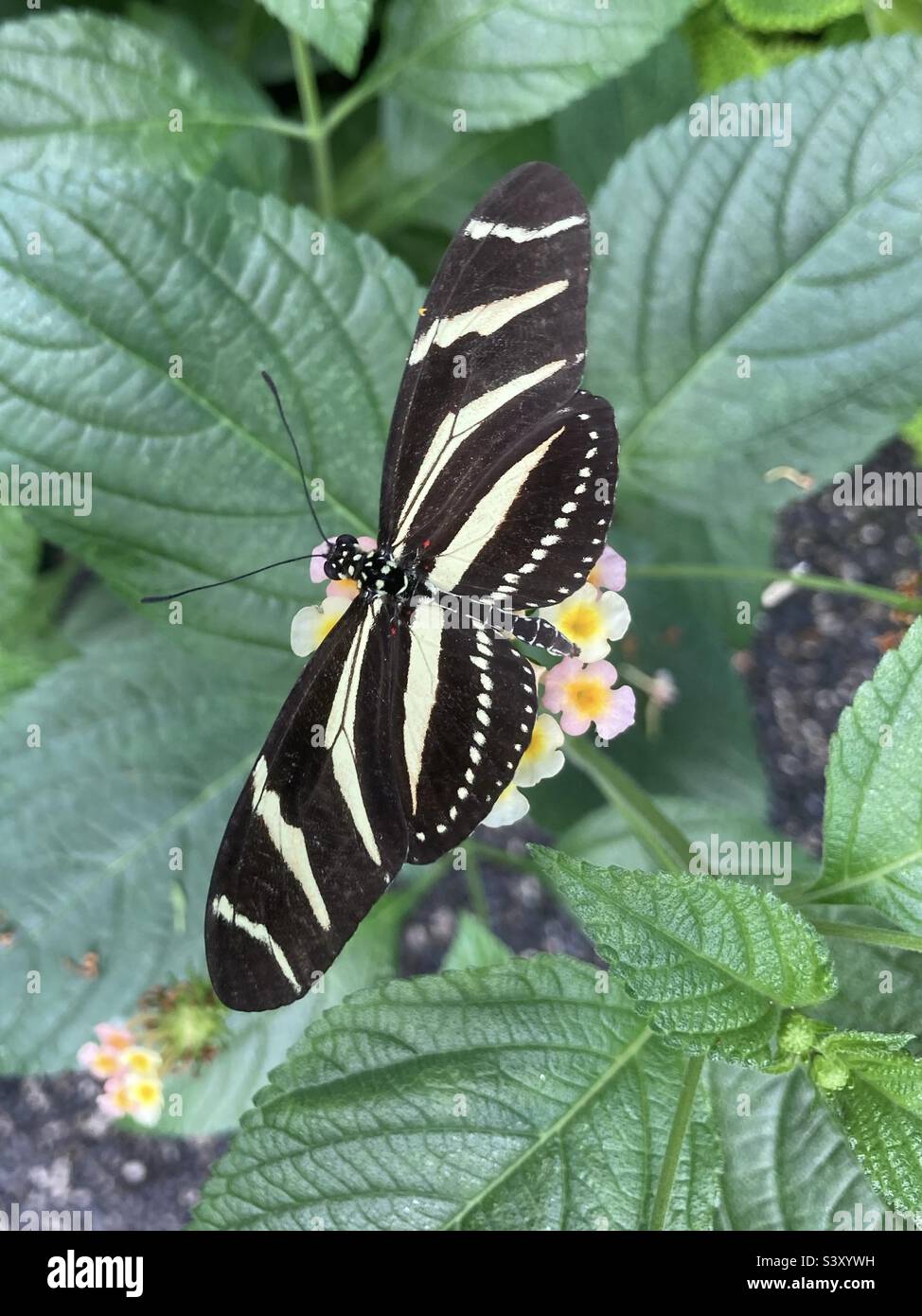 Lantana butterfly hi-res stock photography and images - Alamy