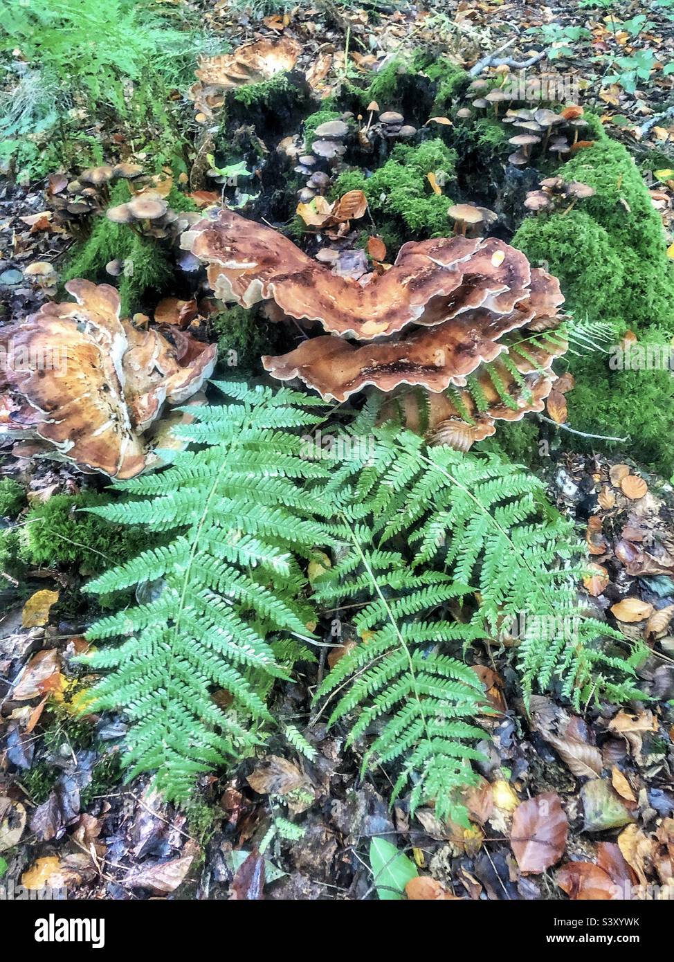 Giant Polypore fungus growing in a beechwood’s near Winchester ...