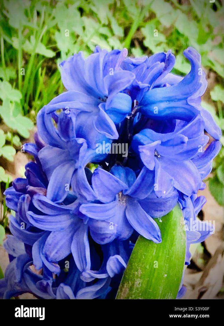 First spring blue flower hi-res stock photography and images - Alamy