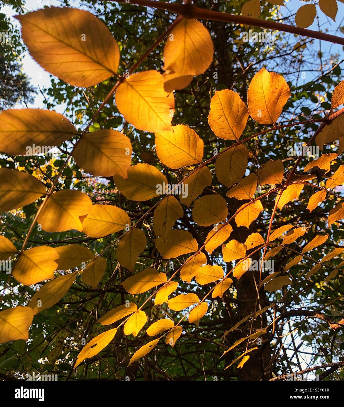 Leaves turning orange in Fall Stock Photo - Alamy