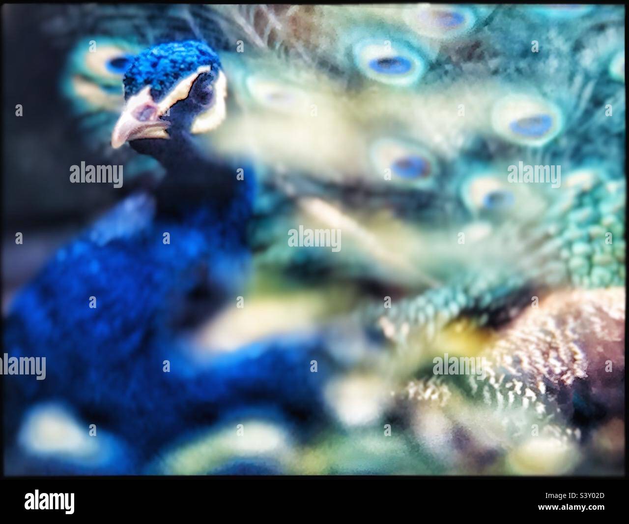 Peacock bird of paradise Stock Photo - Alamy