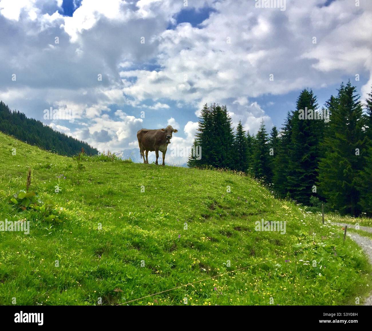 Hill of white cow wood hi-res stock photography and images - Alamy