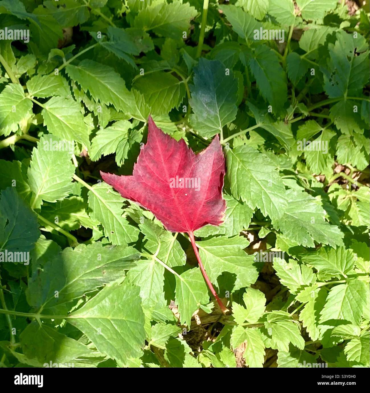 Red and greenery hi-res stock photography and images - Alamy