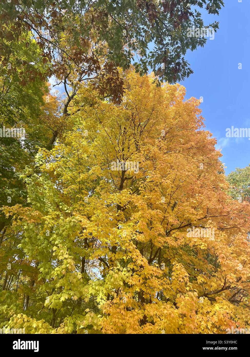 Sugar maple in fall hi-res stock photography and images - Alamy