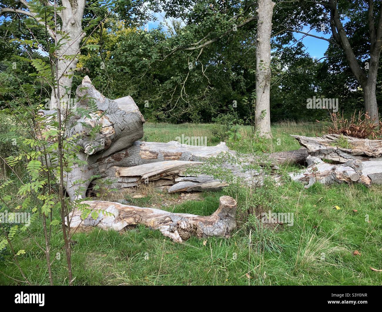 Old Trees Cut Down Stock Photo Alamy old-trees-cut-down-stock-photo-alamy