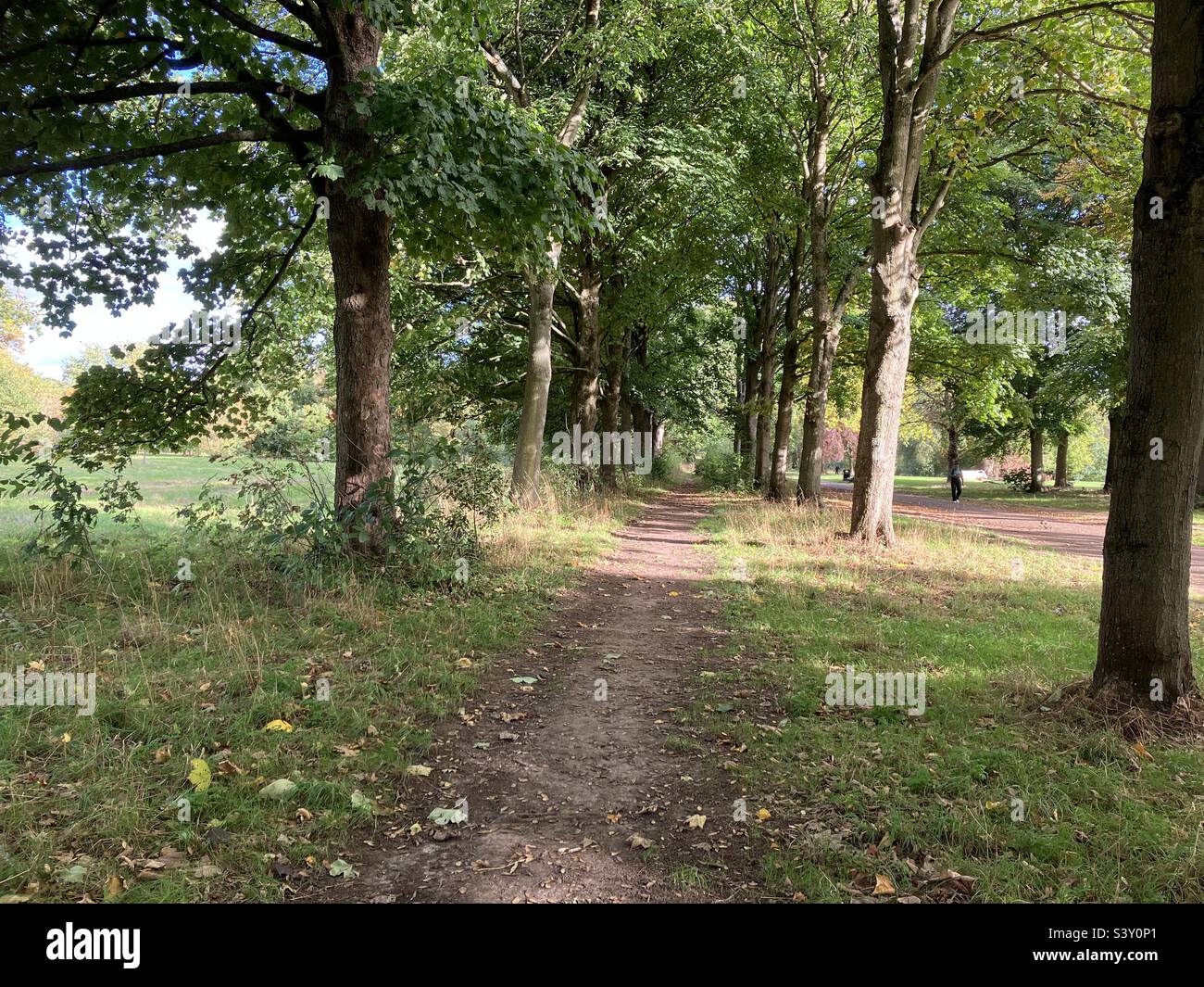 Path through the trees hi-res stock photography and images - Alamy