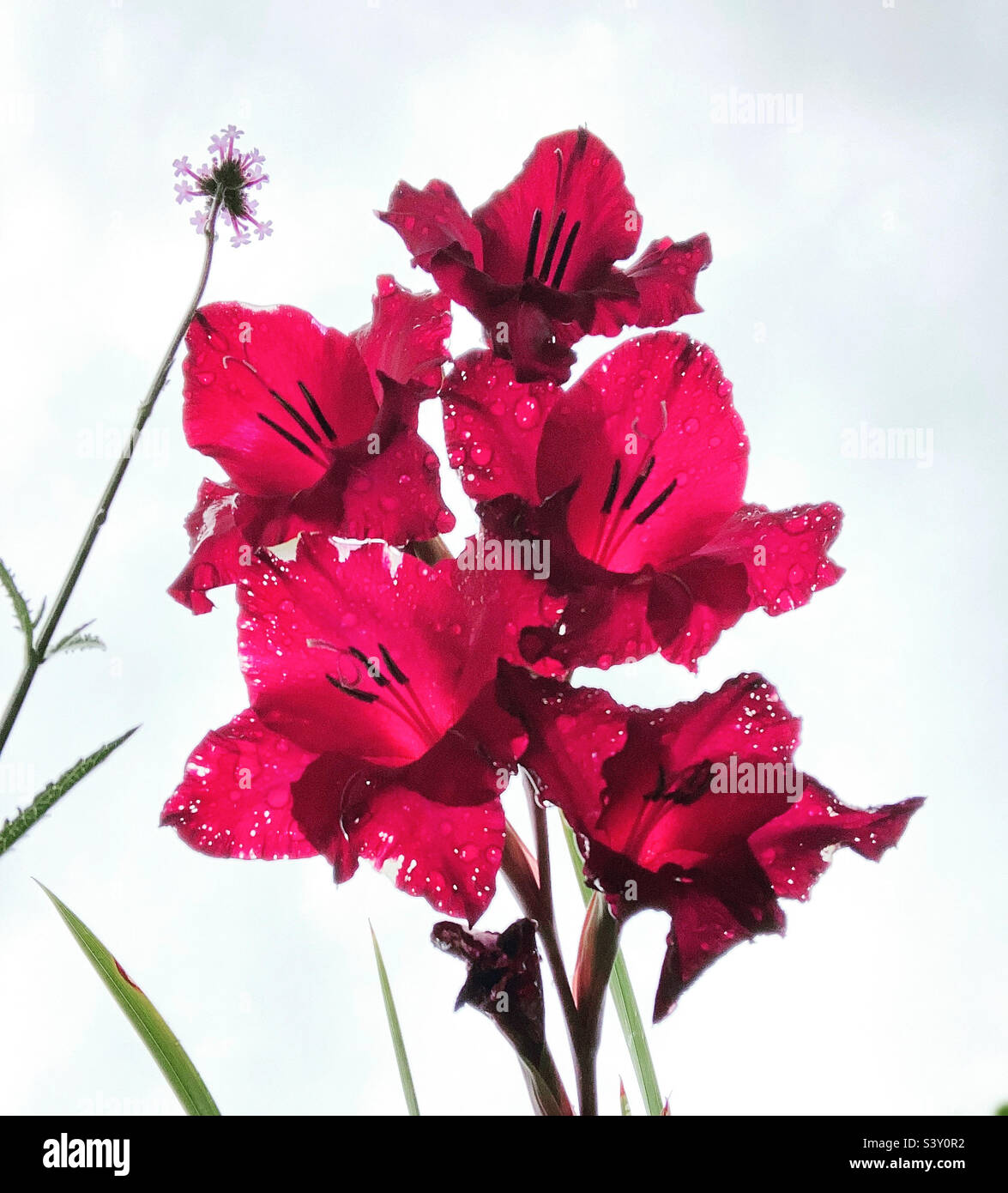 Backlit flower petals hi-res stock photography and images - Alamy