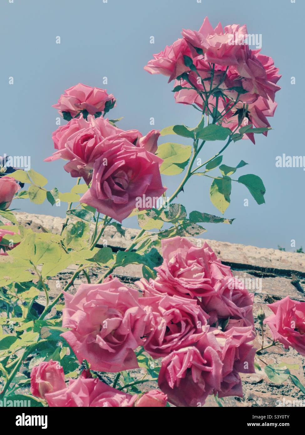 Roses pink rose hi-res stock photography and images - Alamy