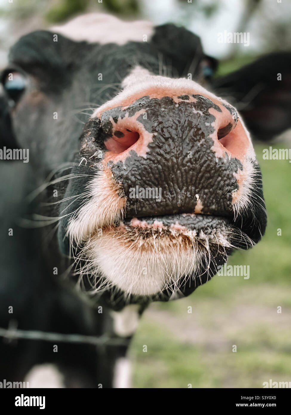Cow nose close up Stock Photo - Alamy