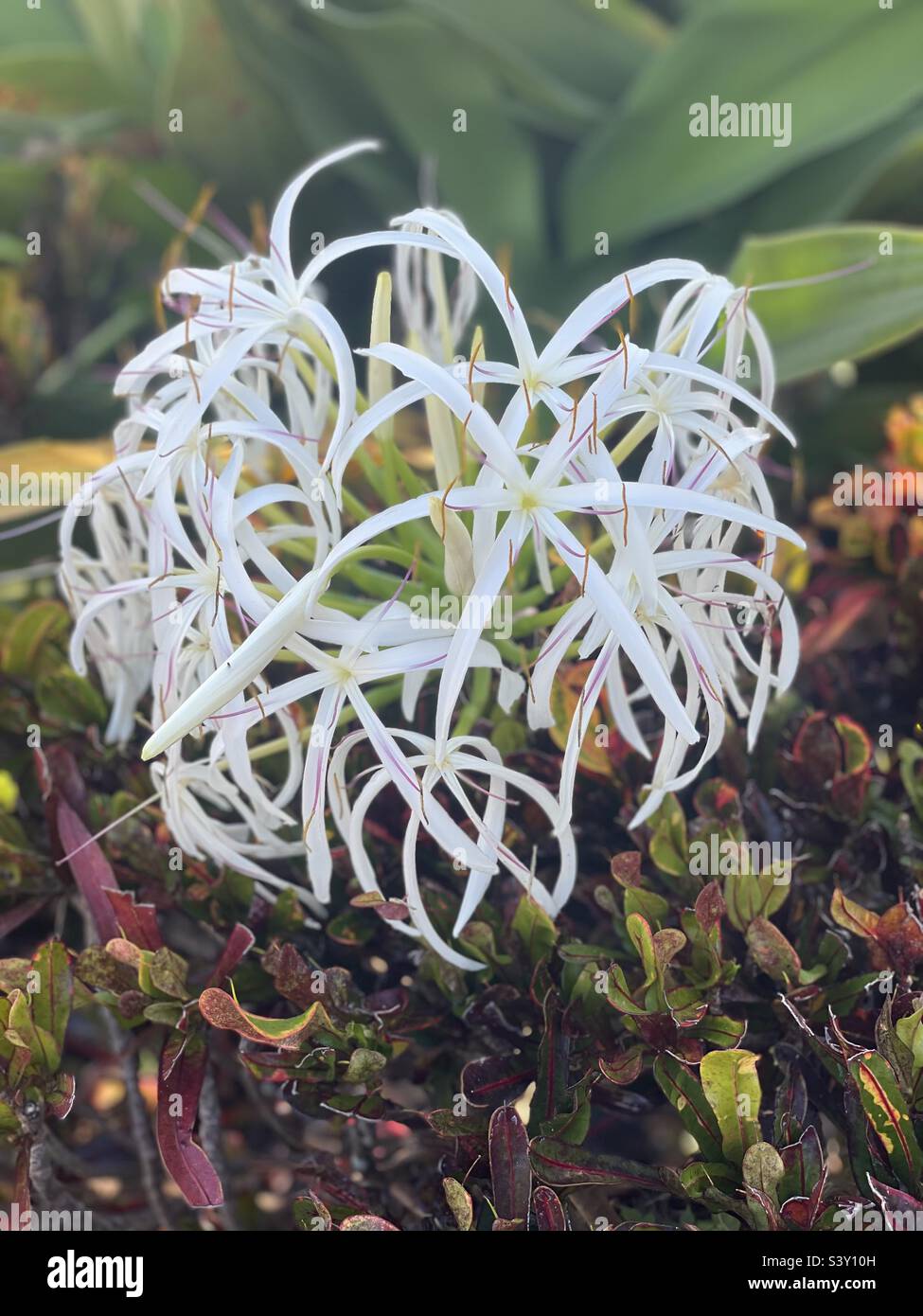Sprouts flowers hi-res stock photography and images - Alamy