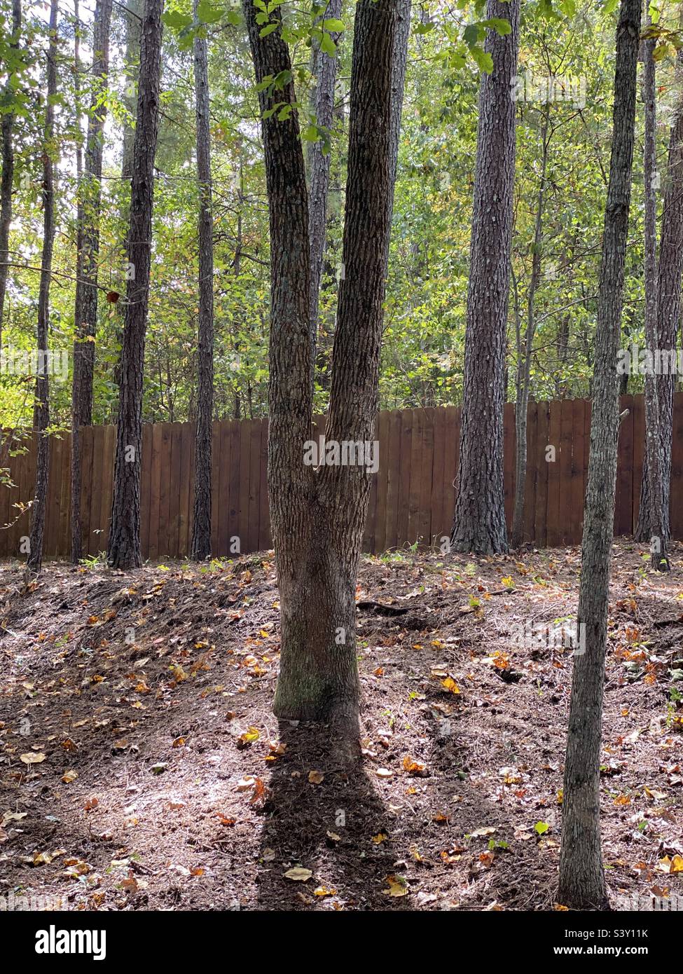 Fence of tree trunks hi-res stock photography and images - Alamy