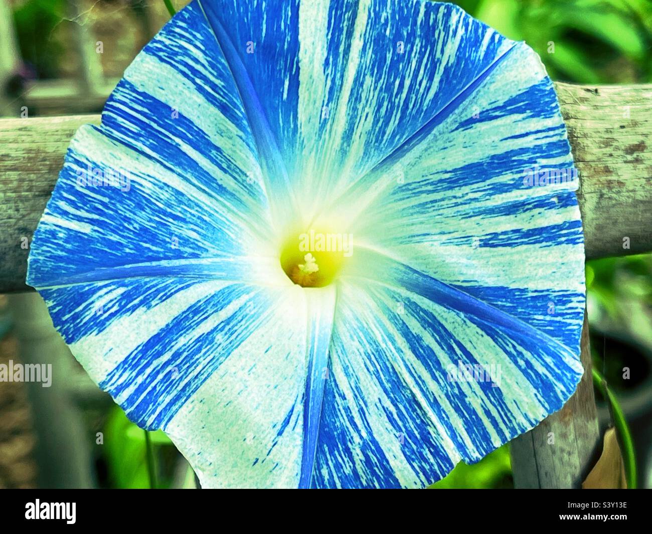 Striped morning glory Stock Photo - Alamy