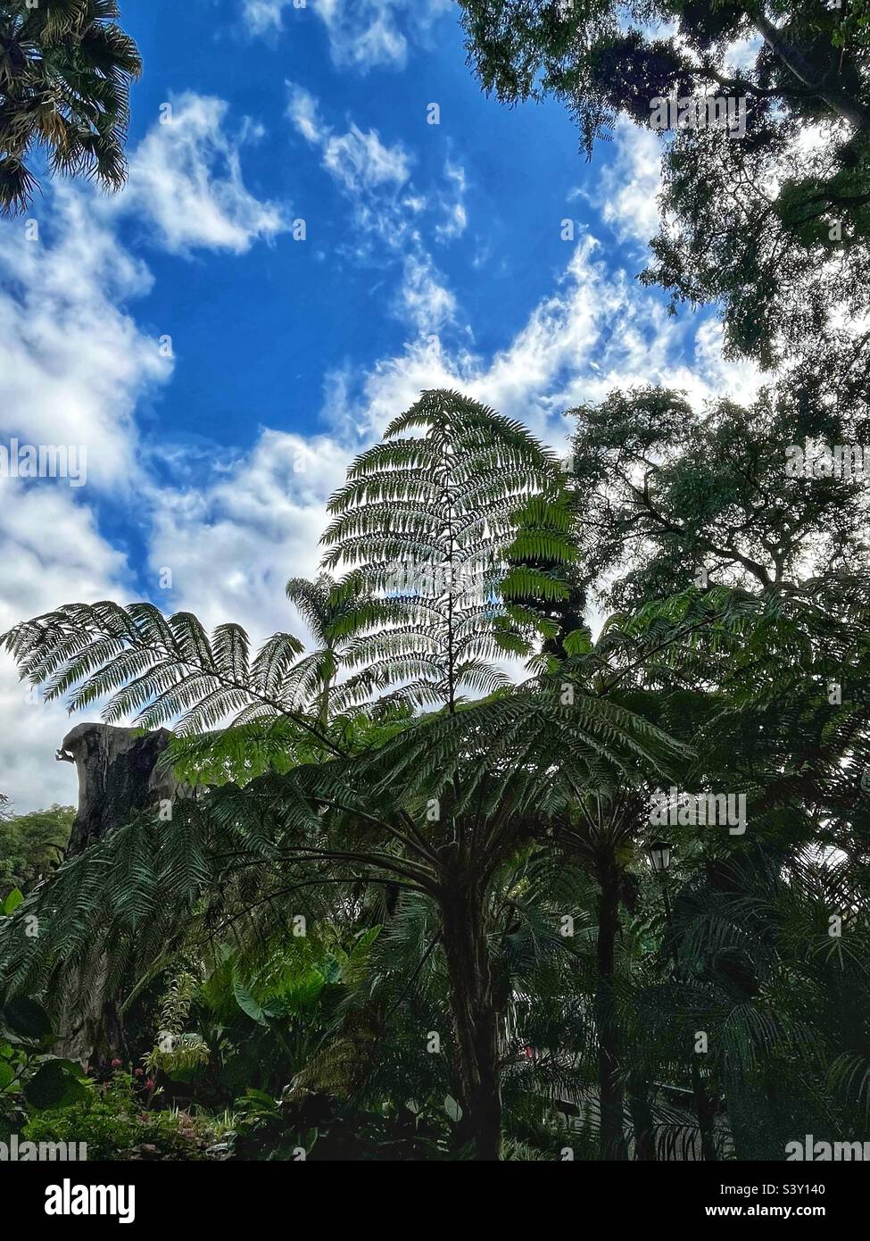 Sky and ferns hi-res stock photography and images - Alamy