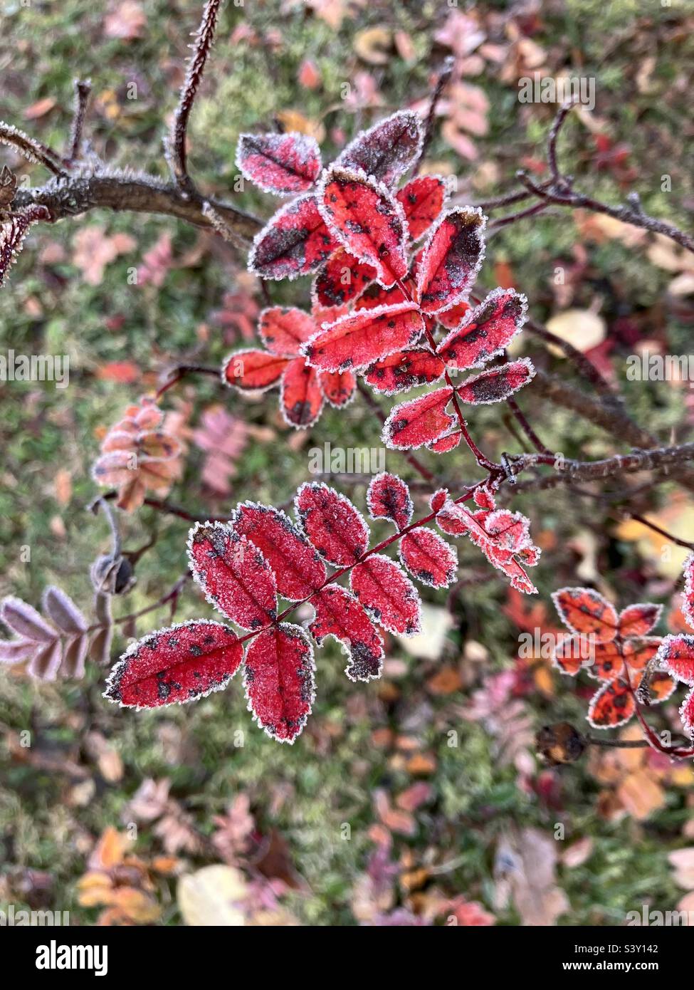 Rose with frost hi-res stock photography and images - Alamy