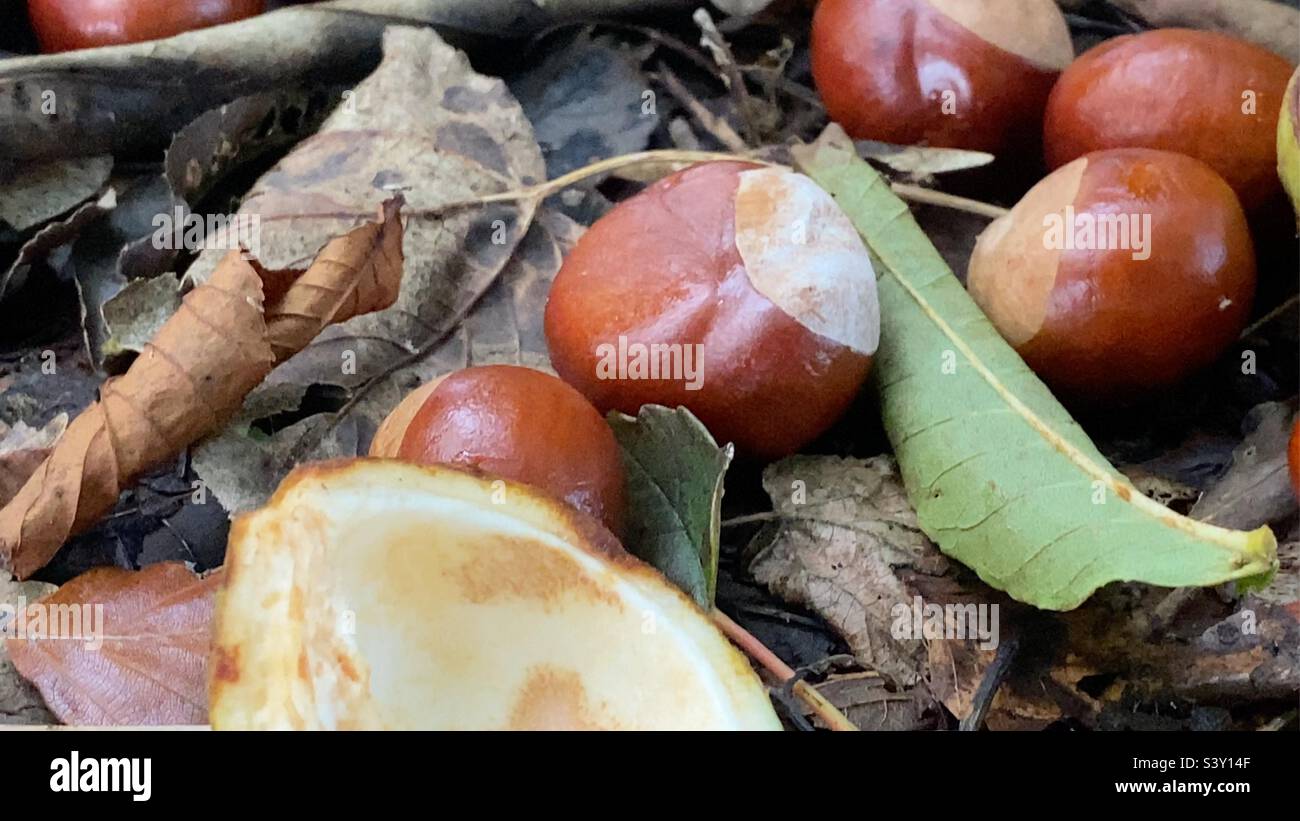 Horse chestnut (Aesculus hippocastanum) seeds or conkers lying beneath ...