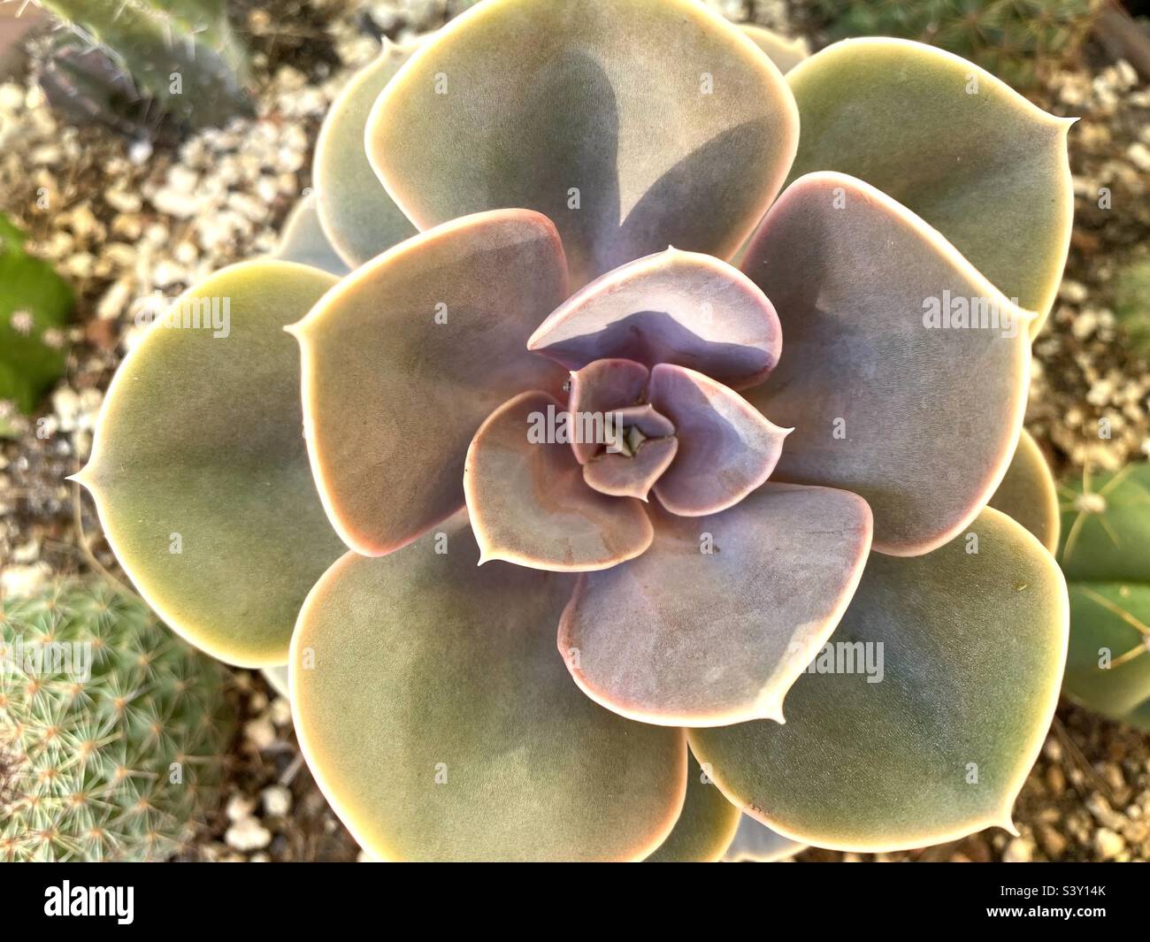 Echeveria, perle von Nurnberg see from above Stock Photo - Alamy