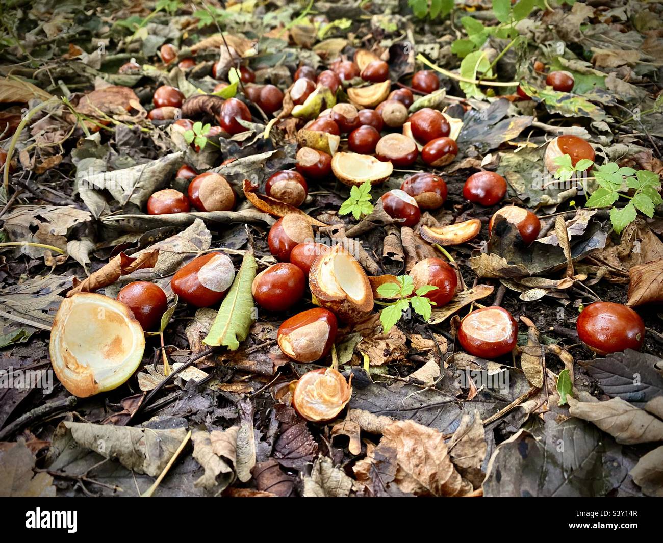 Buckeye tree nut hi-res stock photography and images - Alamy
