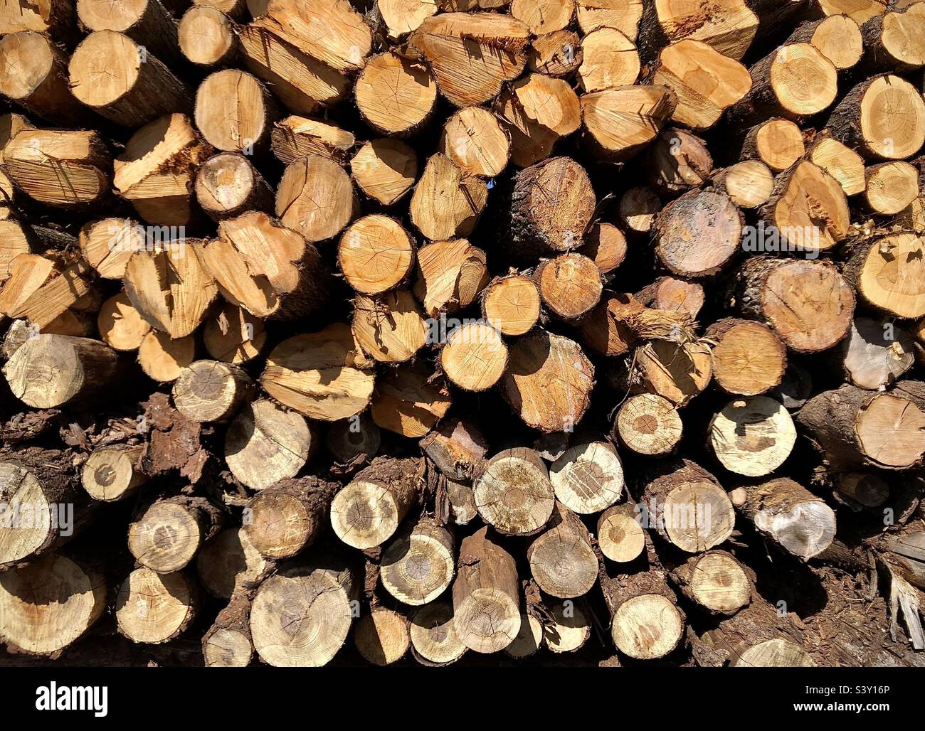 A pile of stacked logs Stock Photo - Alamy