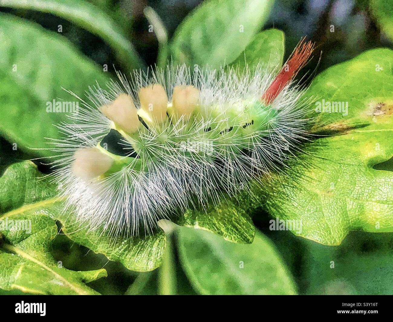 Pale tussock moth larvae hi-res stock photography and images - Alamy