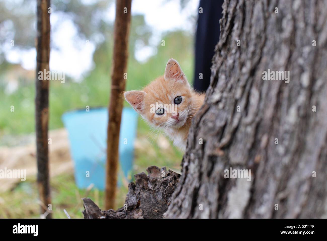 Cute ginger kitten pose hi-res stock photography and images - Alamy