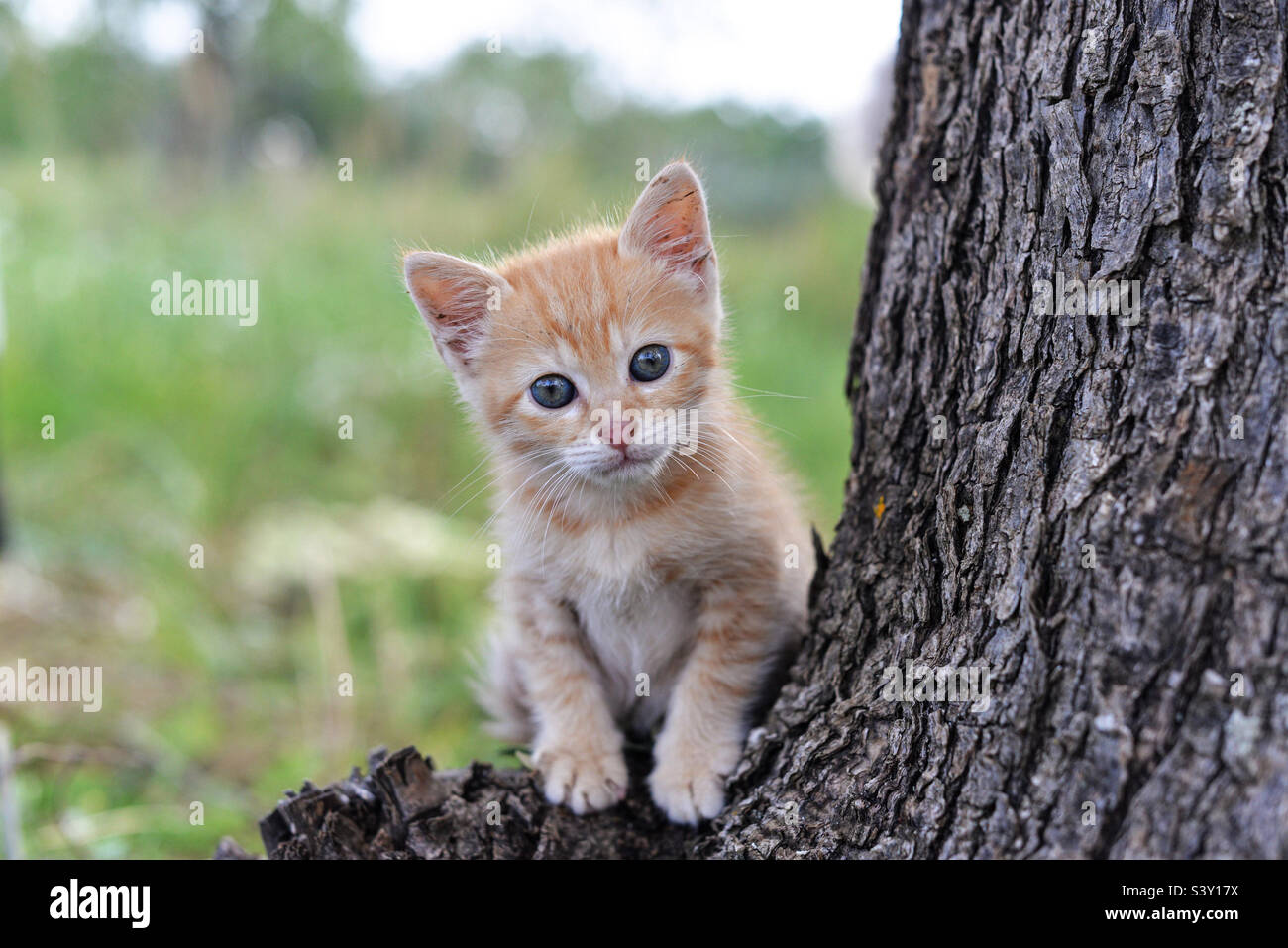 Cute ginger cats hi-res stock photography and images - Alamy