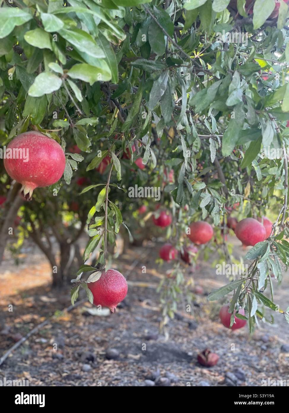 Queen of fruit hi-res stock photography and images - Alamy