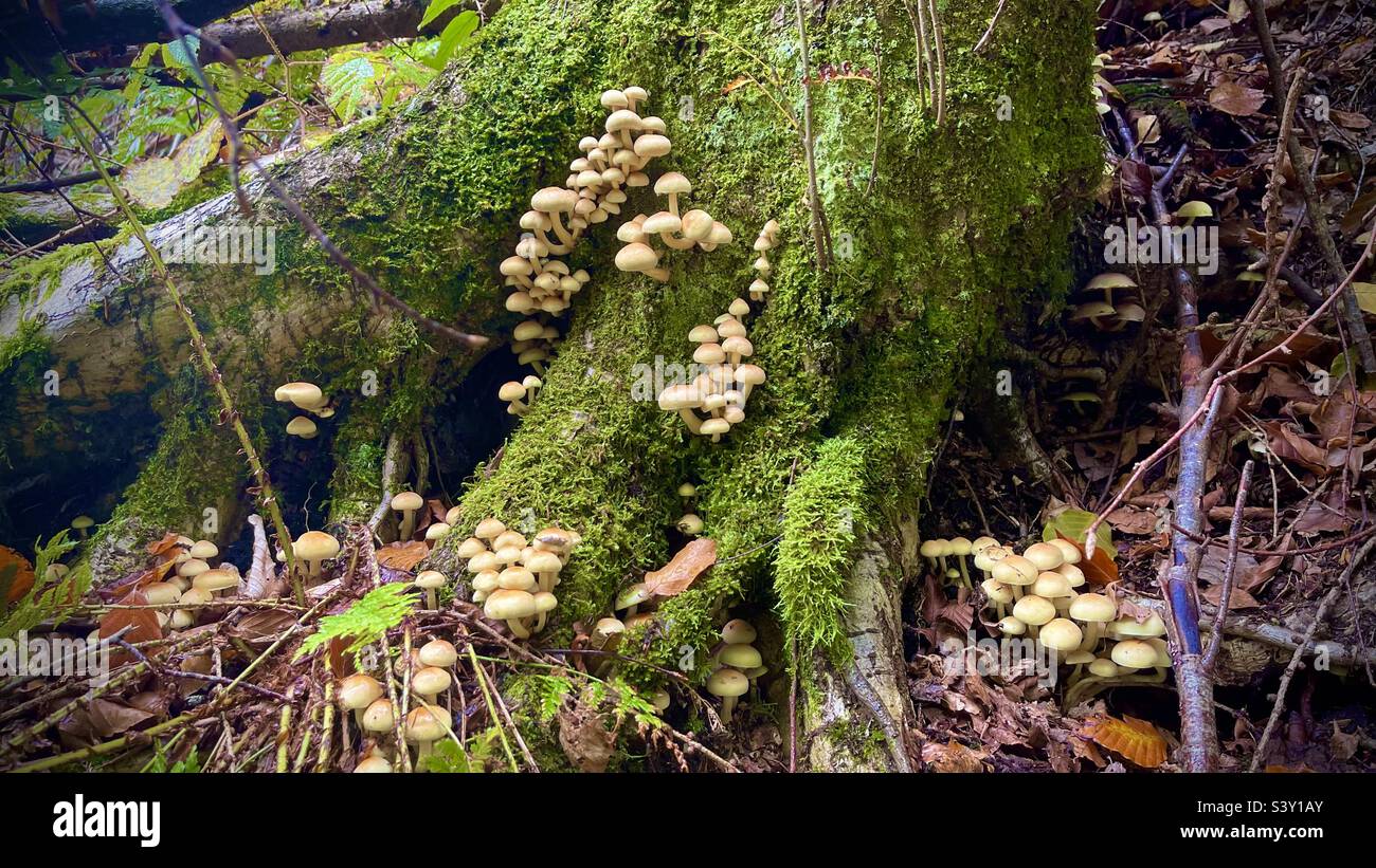 Enchanted Forest full of Toadstools Stock Photo - Alamy
