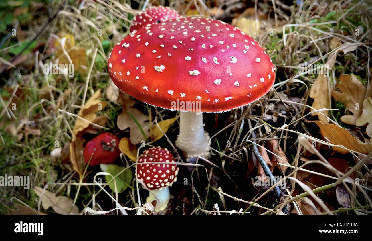 White toadstools hi-res stock photography and images - Alamy