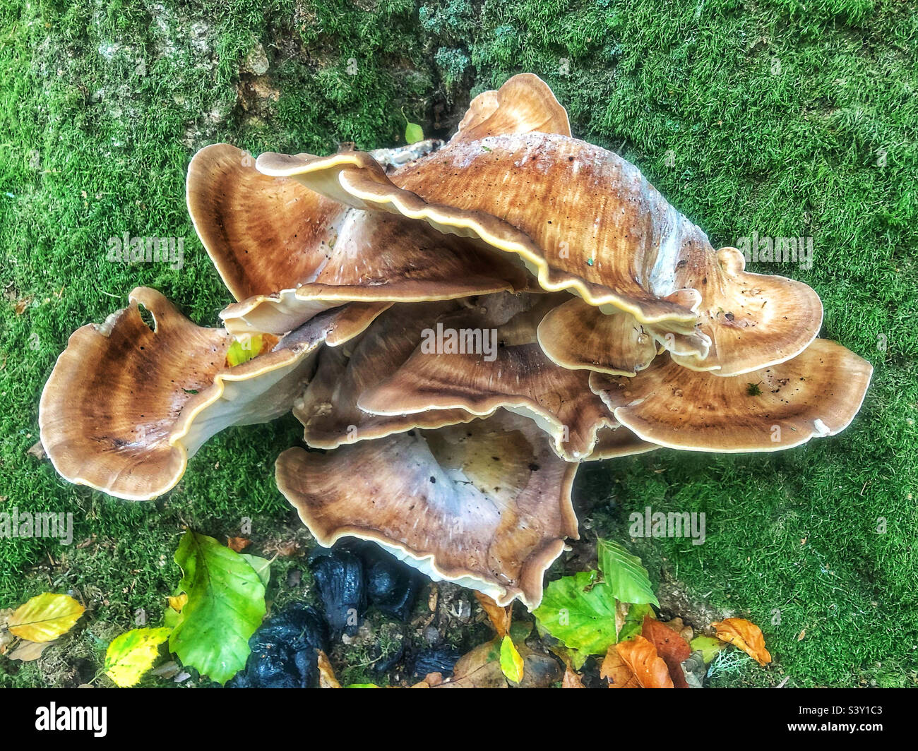 Giant Polypore fungus growing on a tree in a beechwood’s near ...