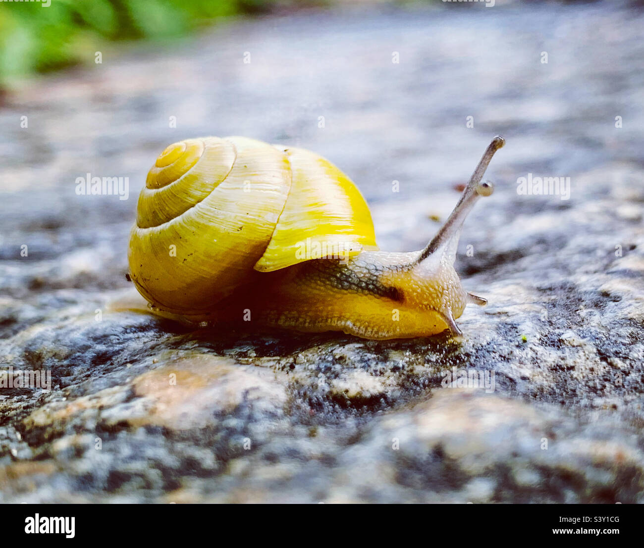 Slimy creature hi-res stock photography and images - Alamy