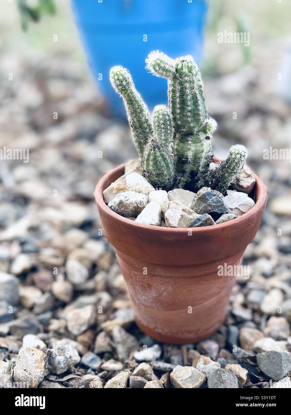 Cacti planter hi-res stock photography and images - Alamy