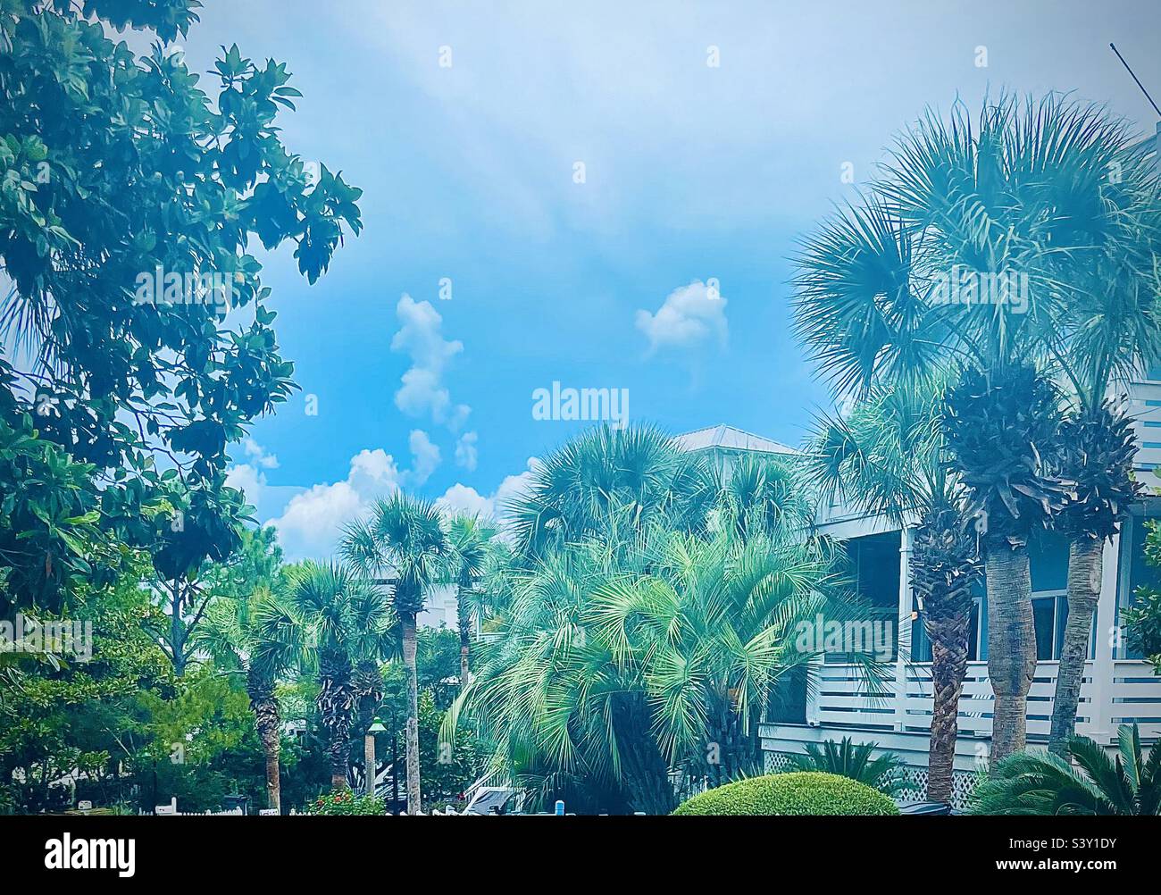 Beautiful blue skies and palm trees in 30A area, Florida Stock Photo ...
