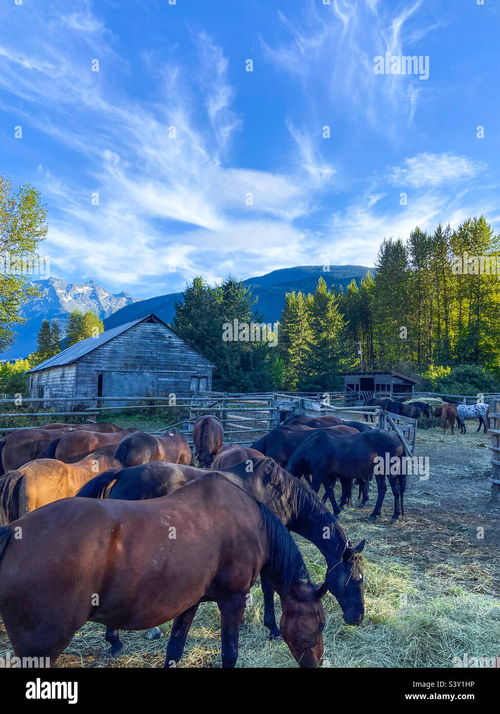 Horsing hi-res stock photography and images - Alamy