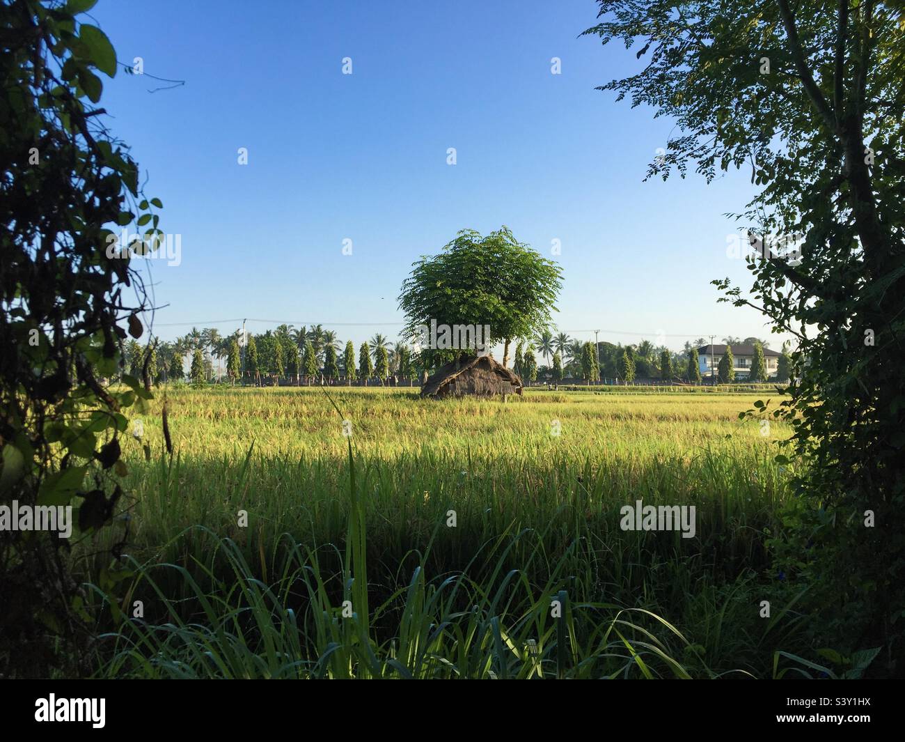 Lone hut in the Paddy Field (Bali, Indonesia Stock Photo - Alamy