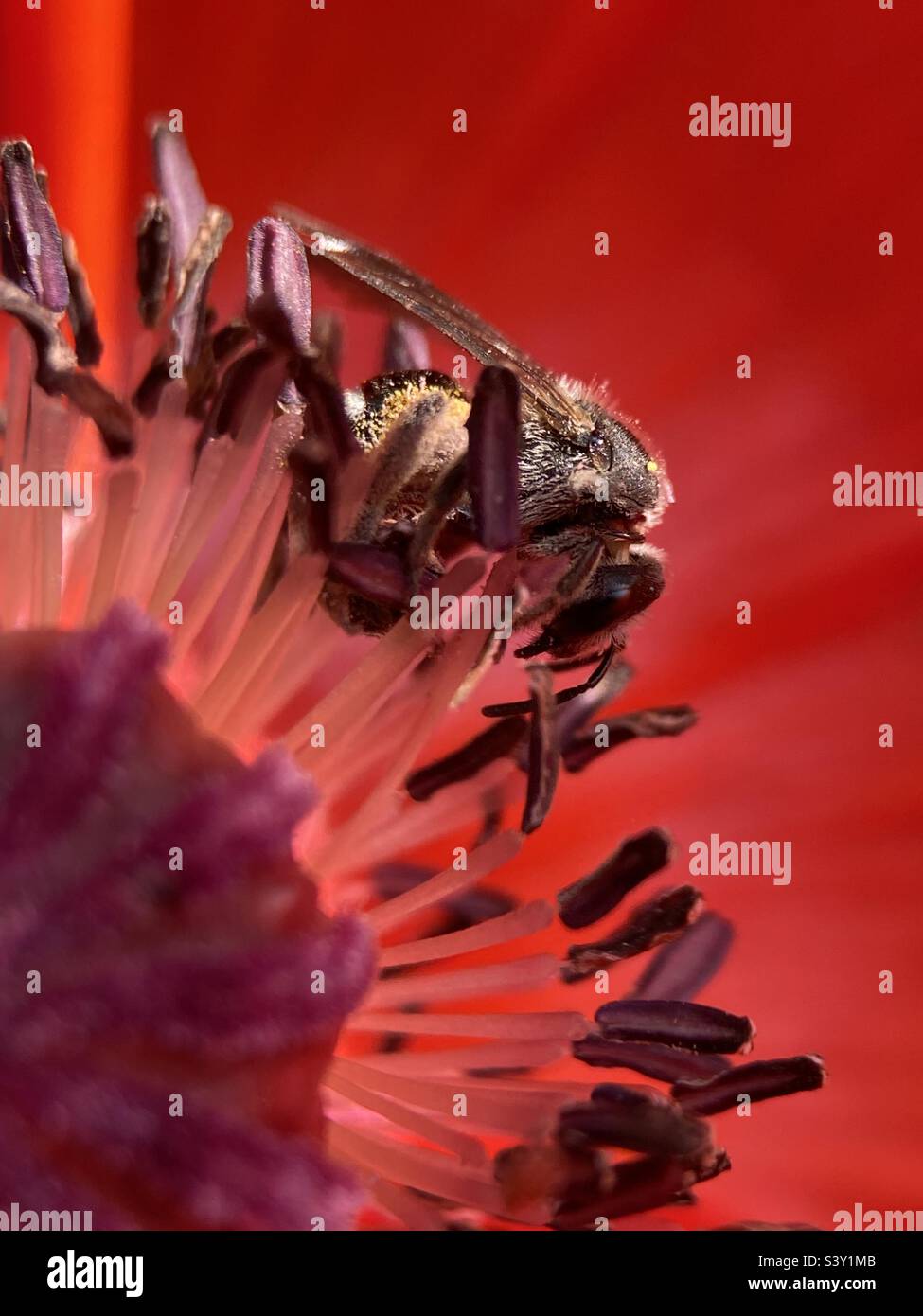 Hidden bee hi-res stock photography and images - Alamy